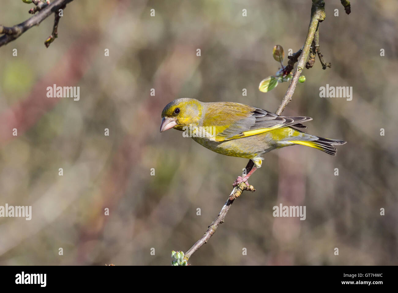 Greenfinch hi-res stock photography and images - Alamy