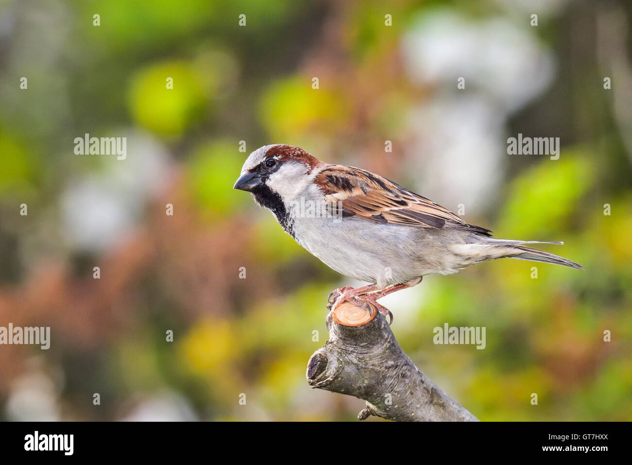 Sparrow hi-res stock photography and images - Alamy