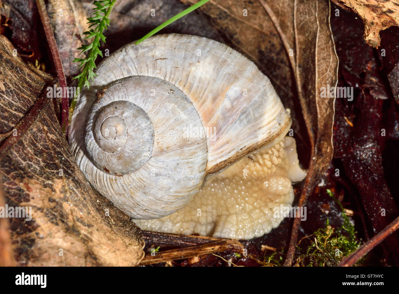 Mollusca wildlife hi-res stock photography and images - Alamy