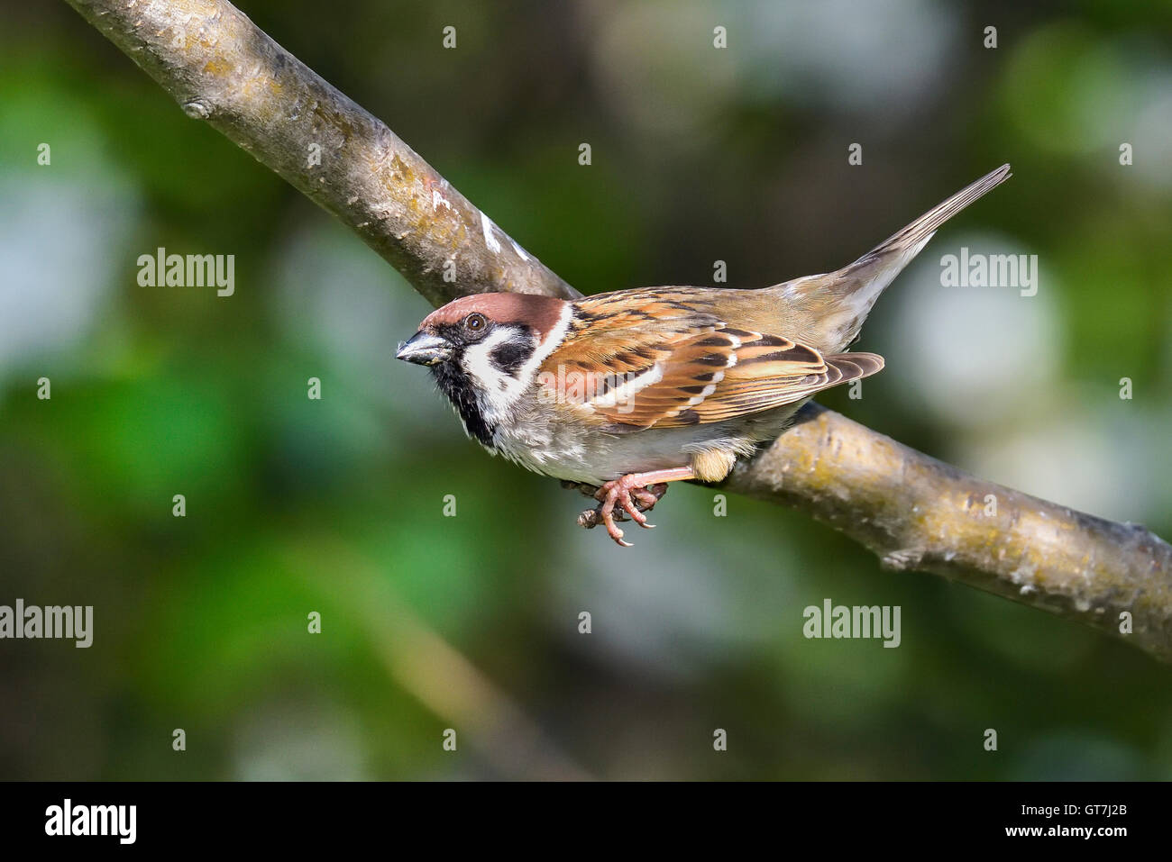 Eurasian tree sparrow Stock Photo - Alamy