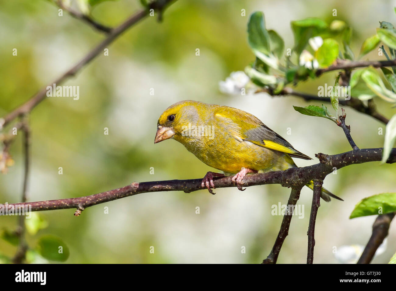 Greenfinch male plumage hi-res stock photography and images - Alamy