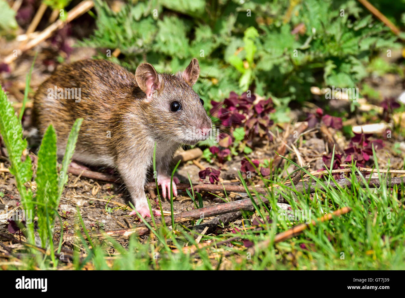 Standing rat hi-res stock photography and images - Alamy