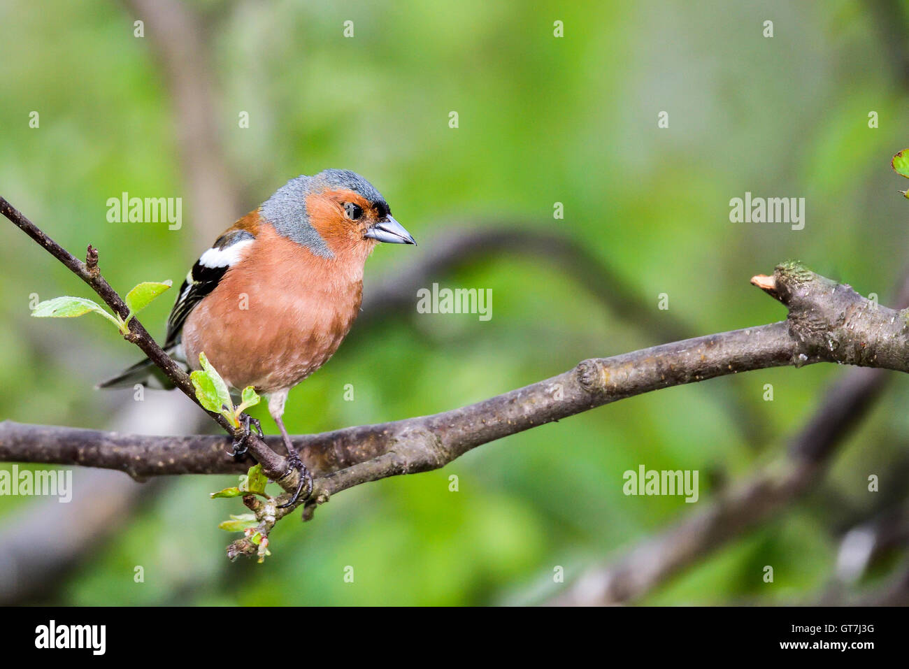 Red chaffinch hi-res stock photography and images - Alamy