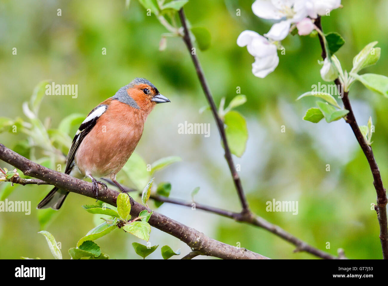 Red chaffinch hi-res stock photography and images - Alamy