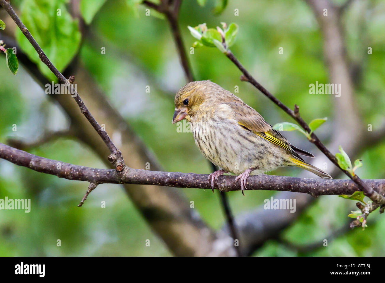 European serin serinus serinus young hi-res stock photography and ...