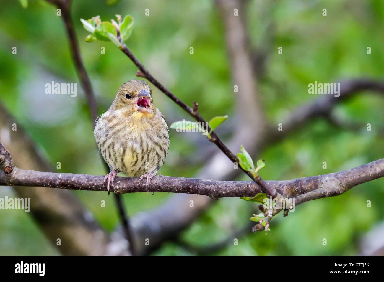 Serin hi-res stock photography and images - Alamy