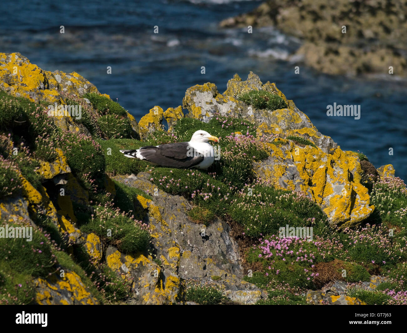 Great Black Backed Gull, Larus Marinus on sea cliffs at Pig's Paradise ...