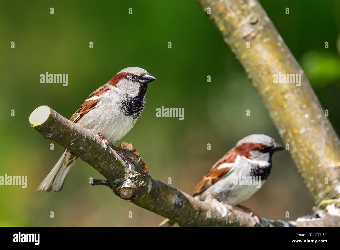 Brown house sparrow hi-res stock photography and images - Alamy