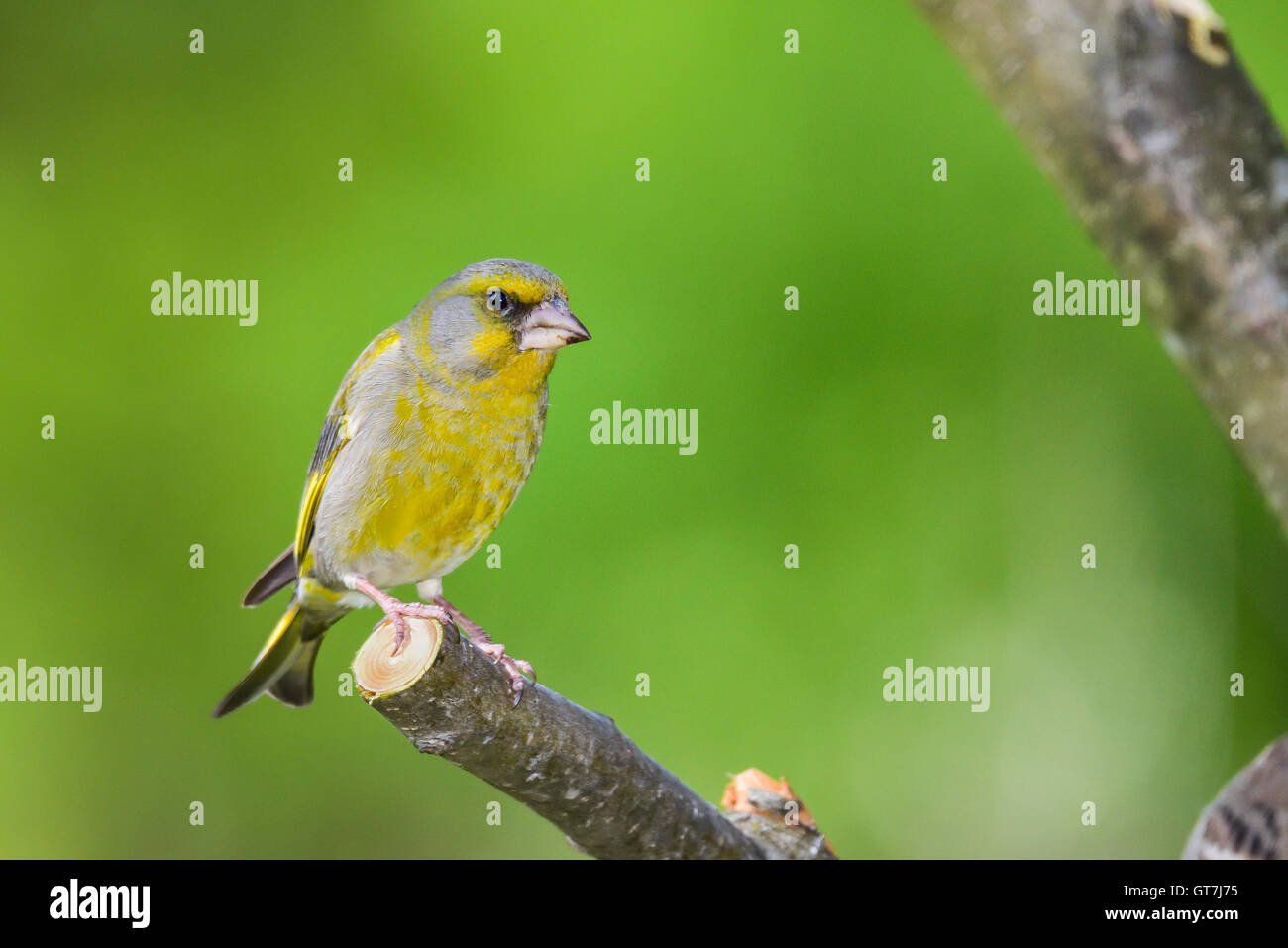 Greenfinch male plumage hi-res stock photography and images - Alamy