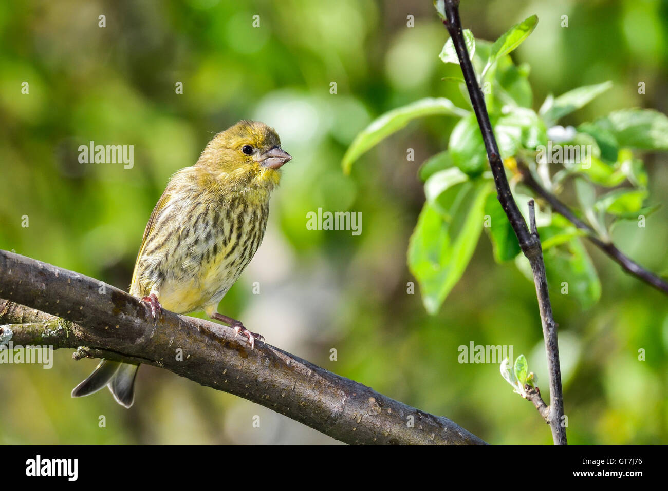 Serin hi-res stock photography and images - Alamy