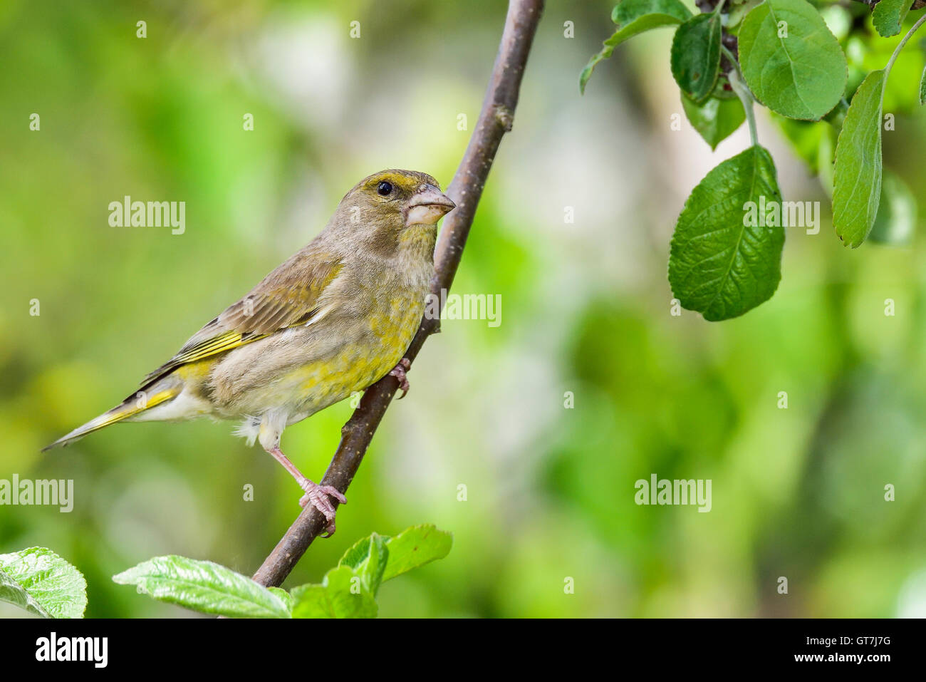 Greenfinch fauna hi-res stock photography and images - Alamy