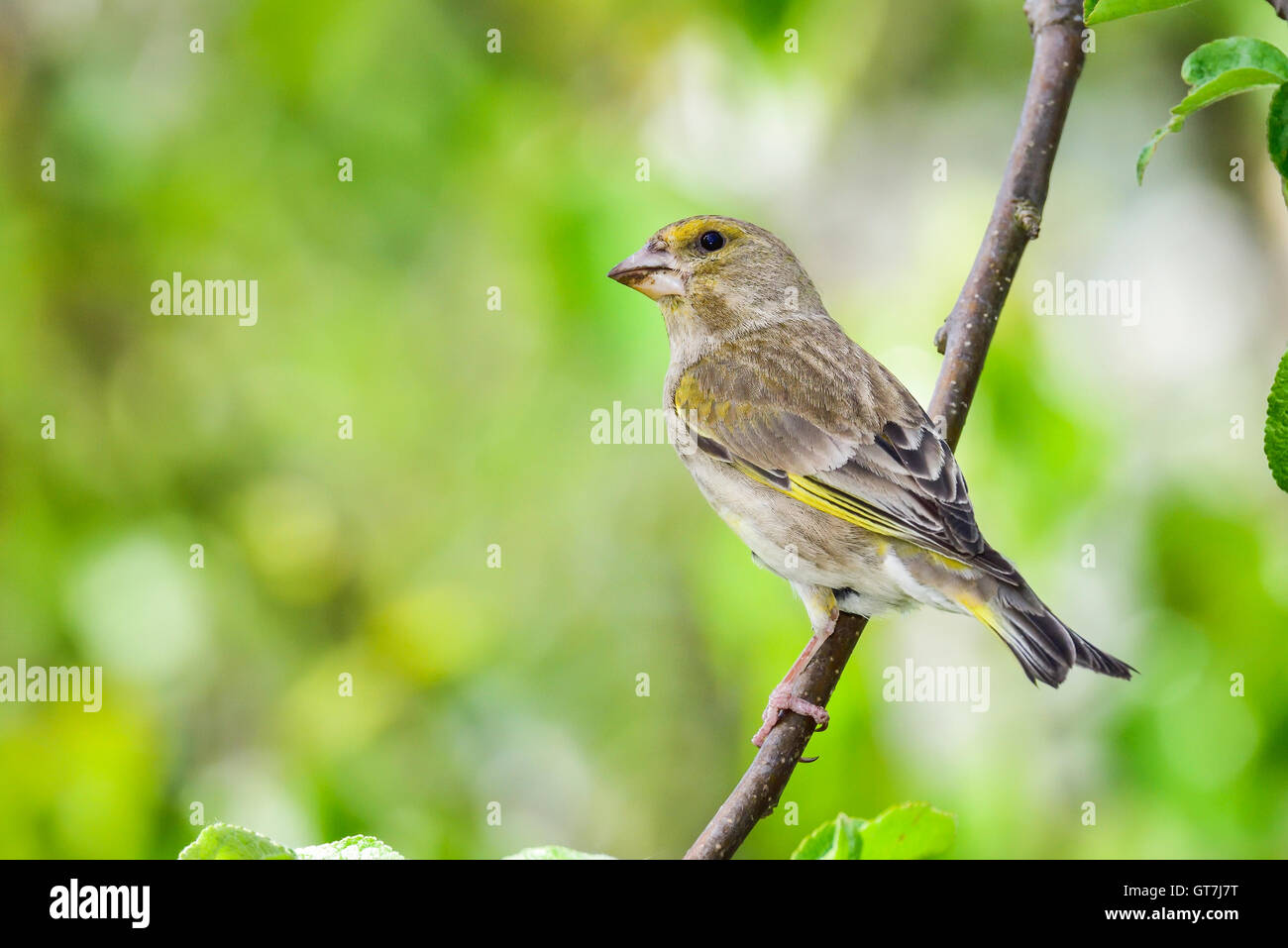 Greenfinch hi-res stock photography and images - Alamy
