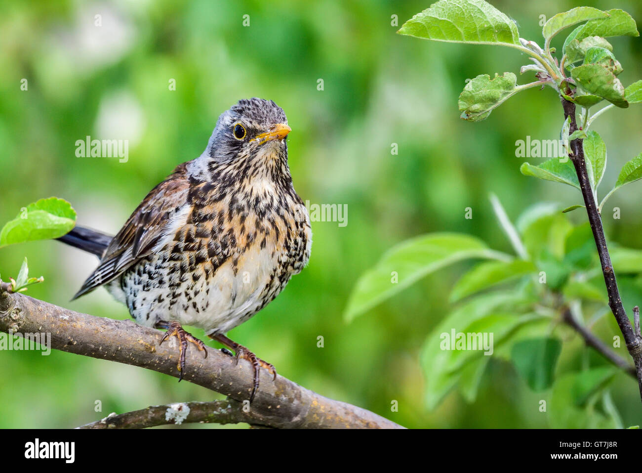 Fieldfare fauna hi-res stock photography and images - Alamy