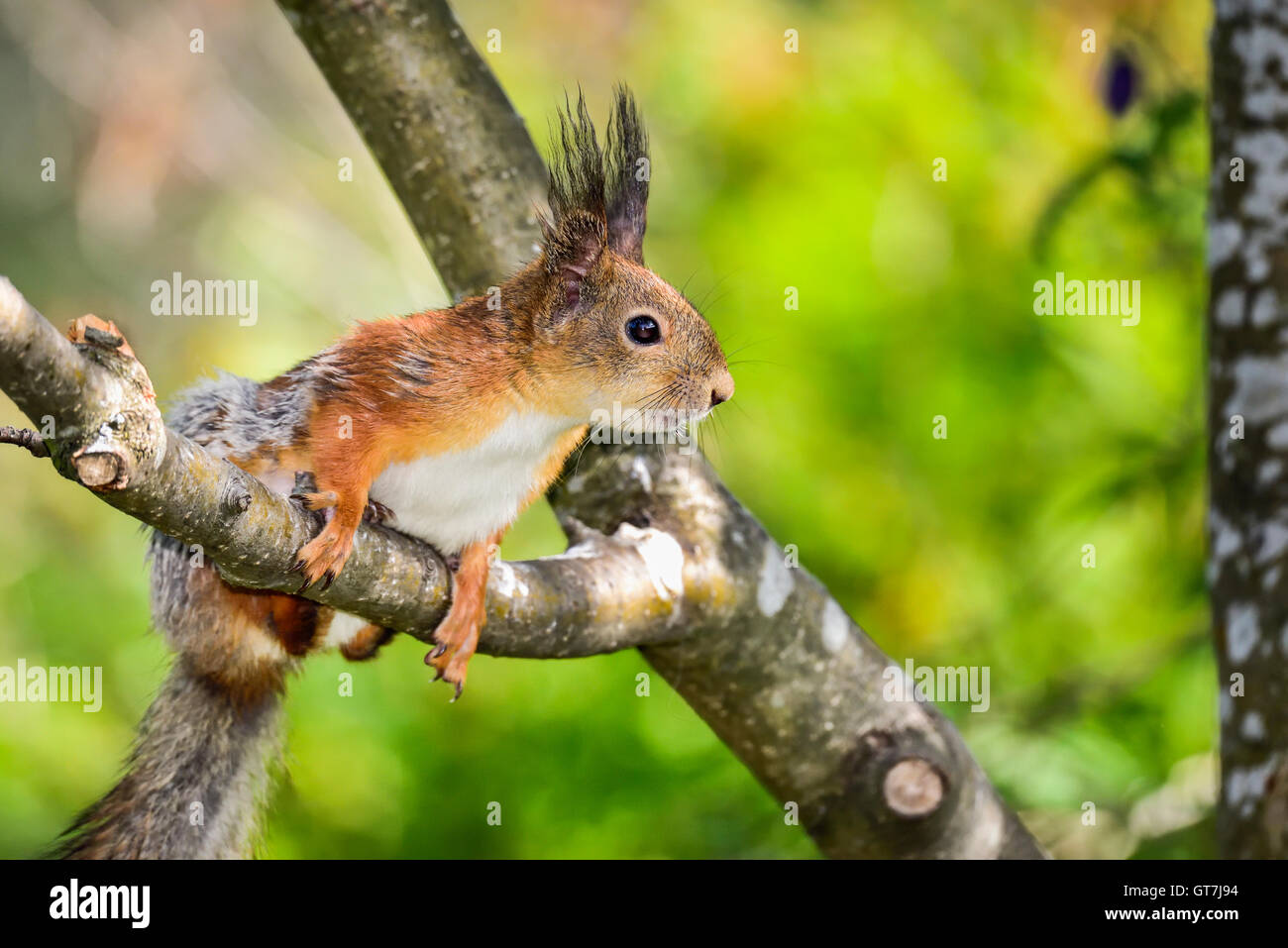 Red squirrel eye hi-res stock photography and images - Alamy