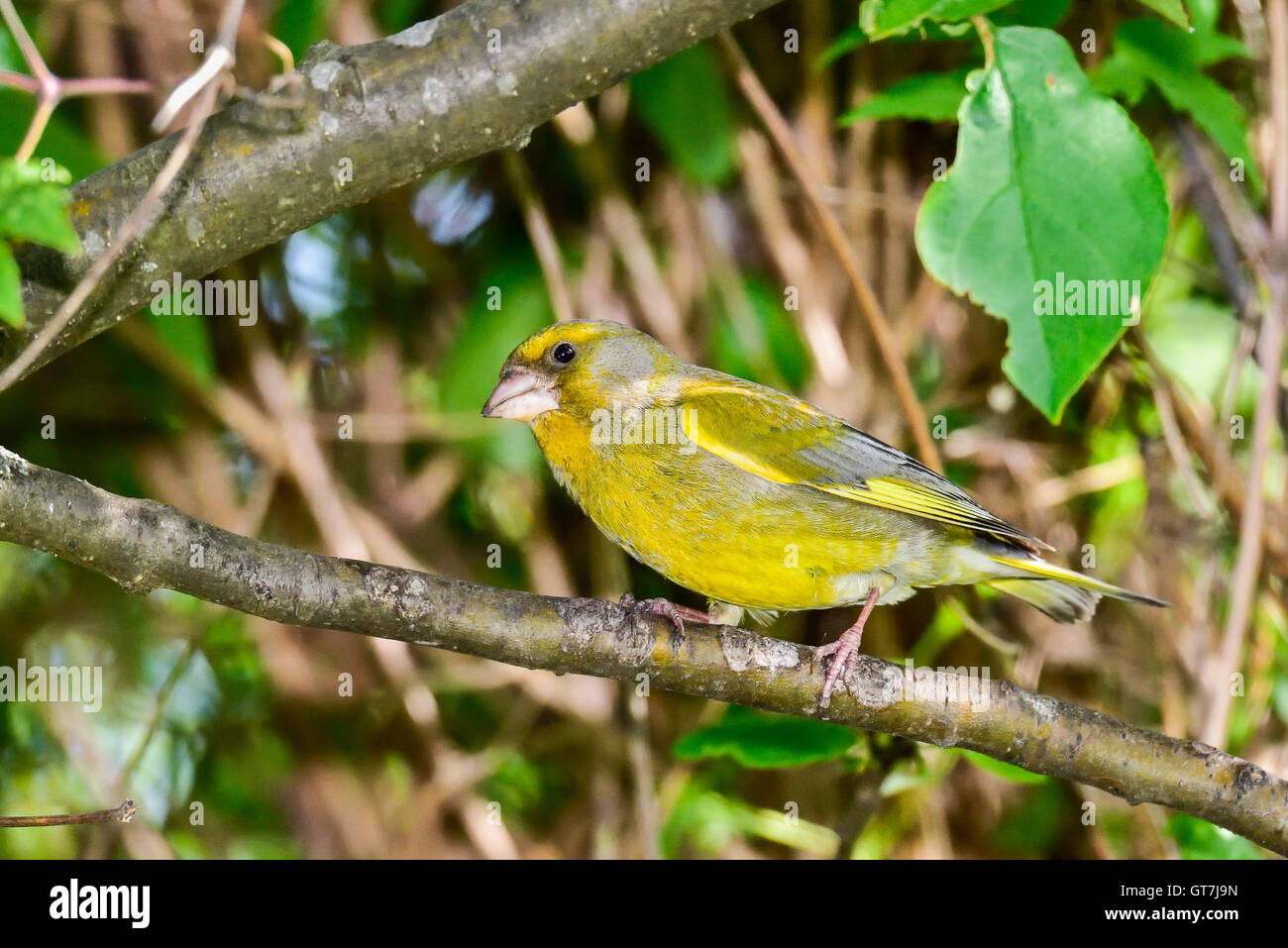 Greenfinch hi-res stock photography and images - Alamy