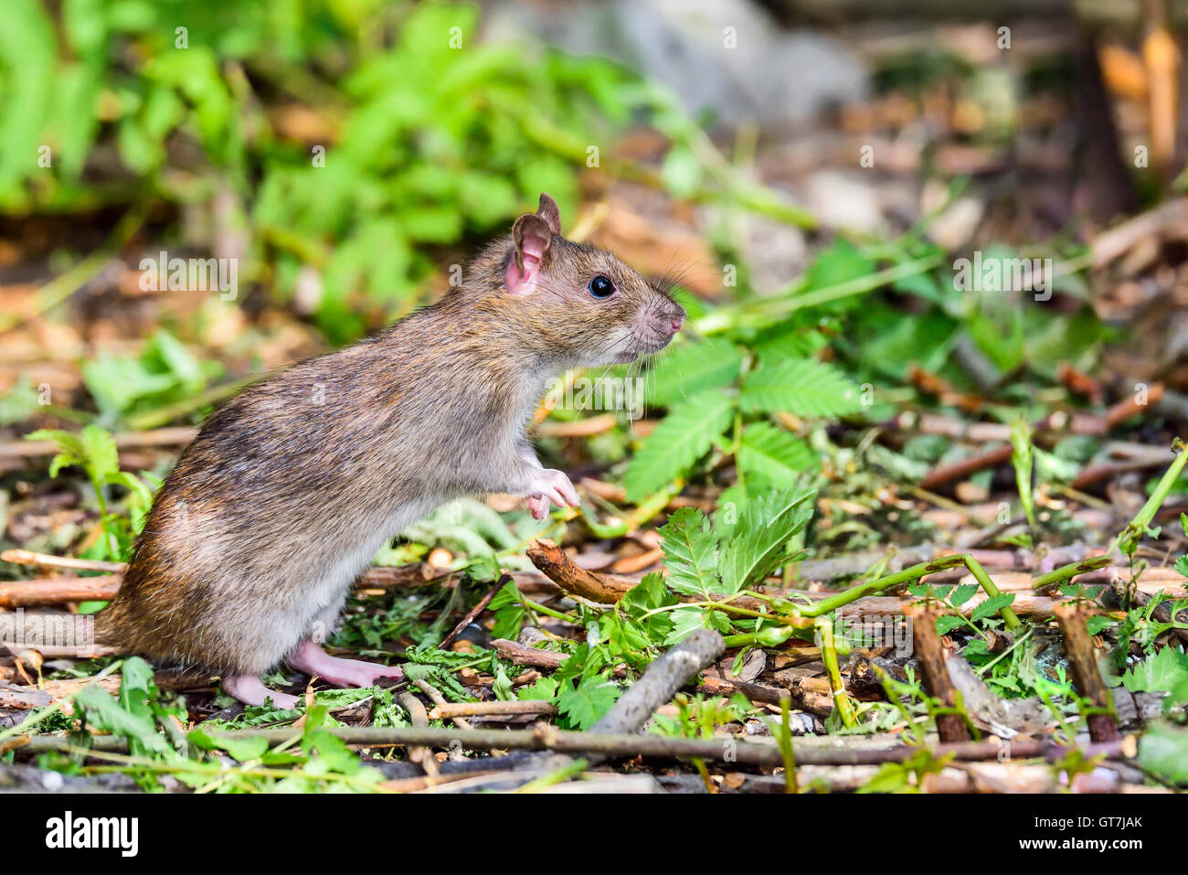 Rat standing up hi-res stock photography and images - Alamy