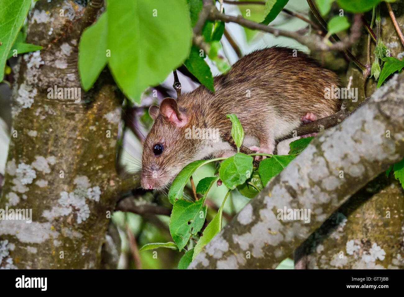 Brown rat hi-res stock photography and images - Alamy