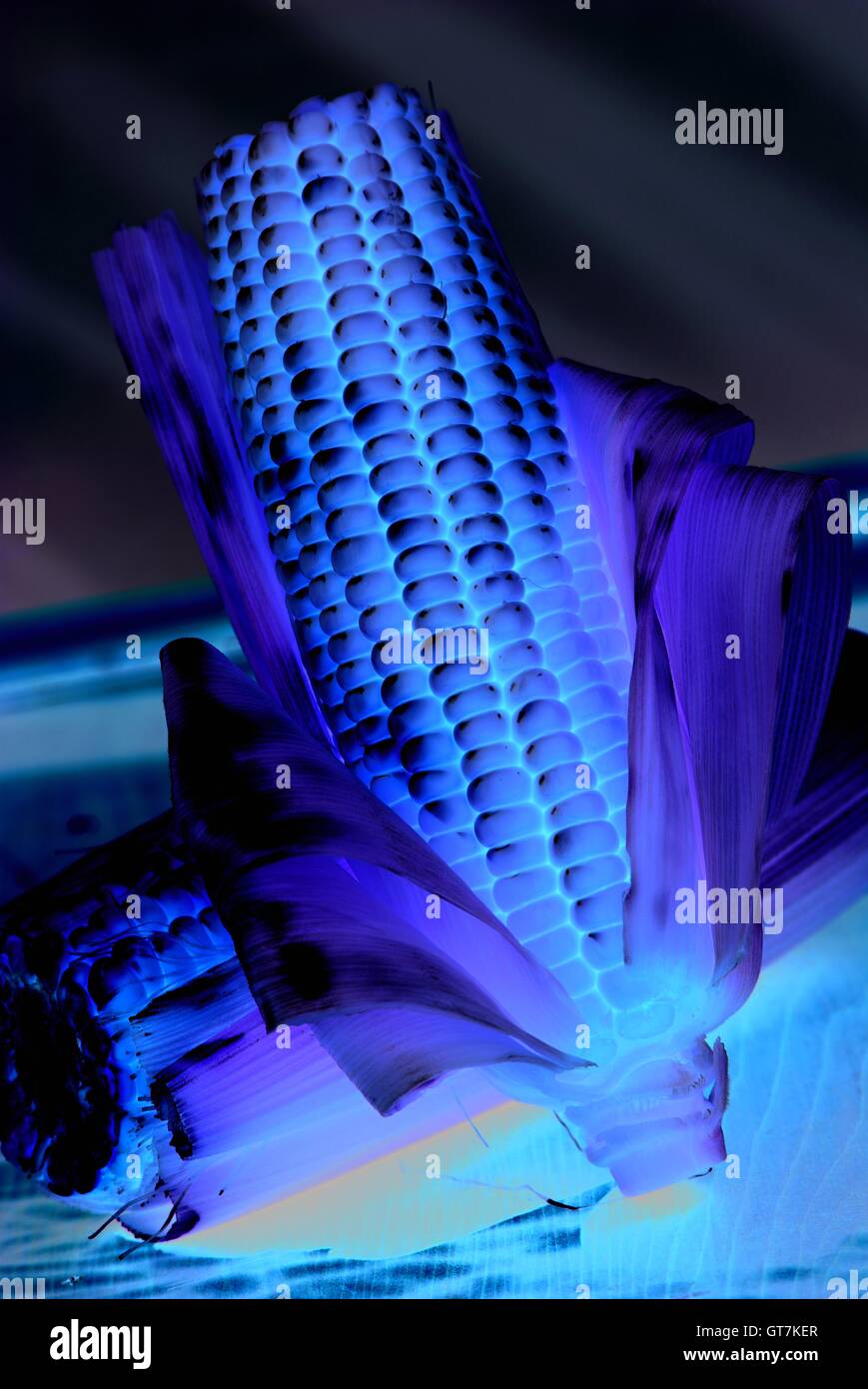 Fresh corn cob. Big corn cob. Fresh yellow corn Stock Photo - Alamy