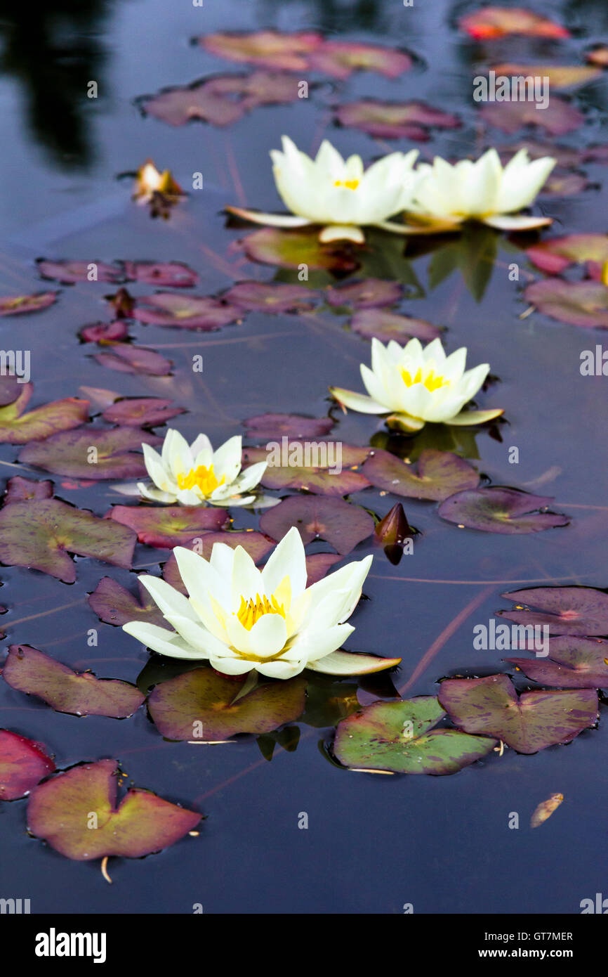 Helvola waterlily hi-res stock photography and images - Alamy