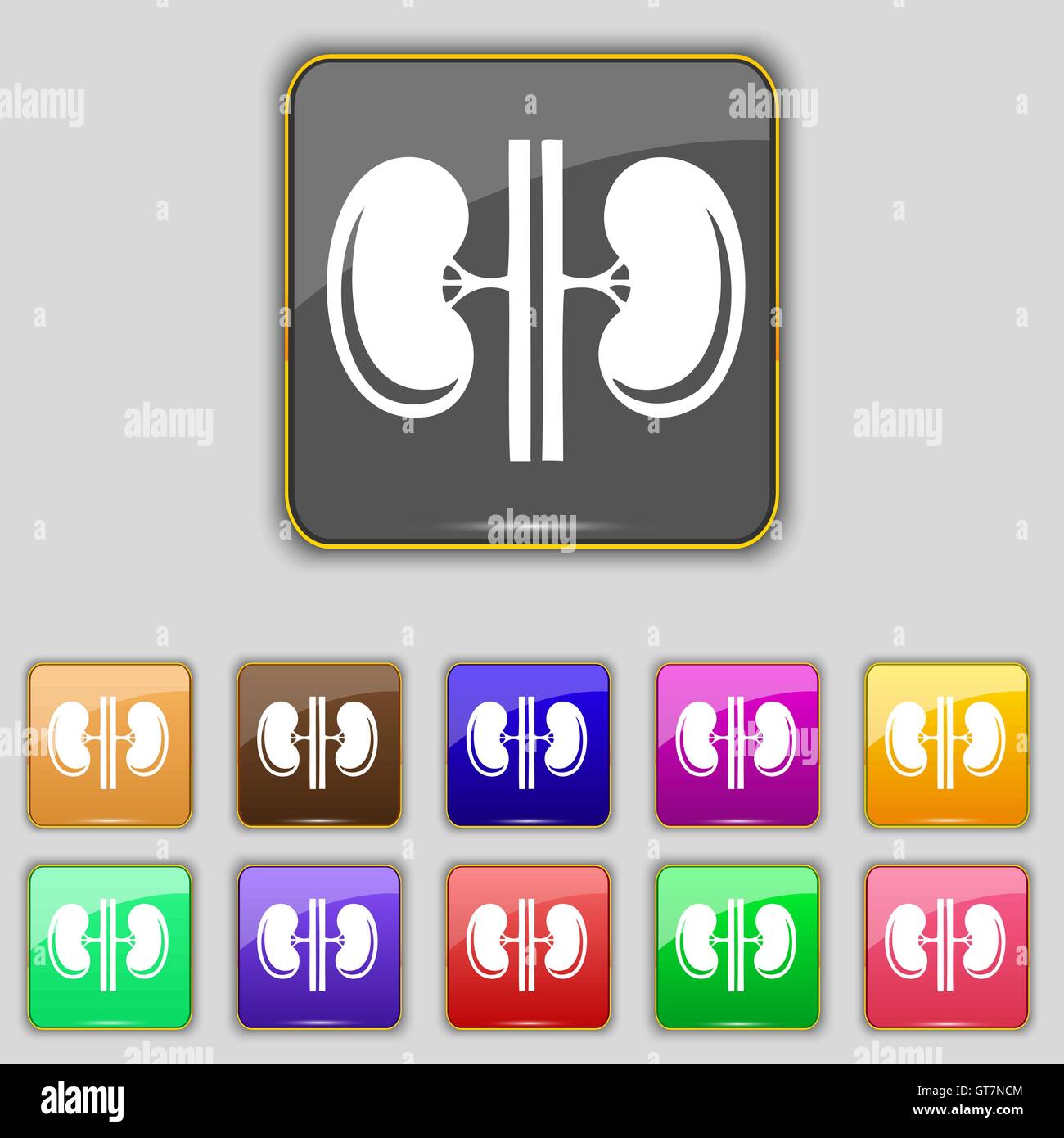 Kidneys icon Stock Vector Images - Alamy
