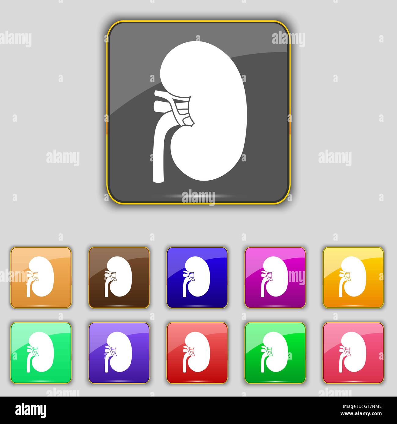 Kidney icon hi-res stock photography and images - Alamy