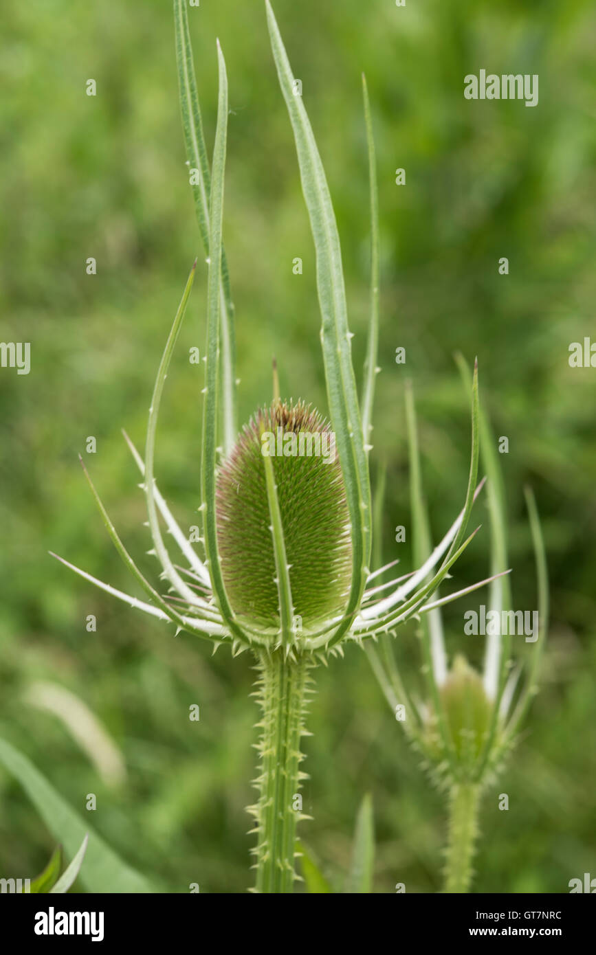 Common Teasel, Dipsacus fullonum Stock Photo - Alamy