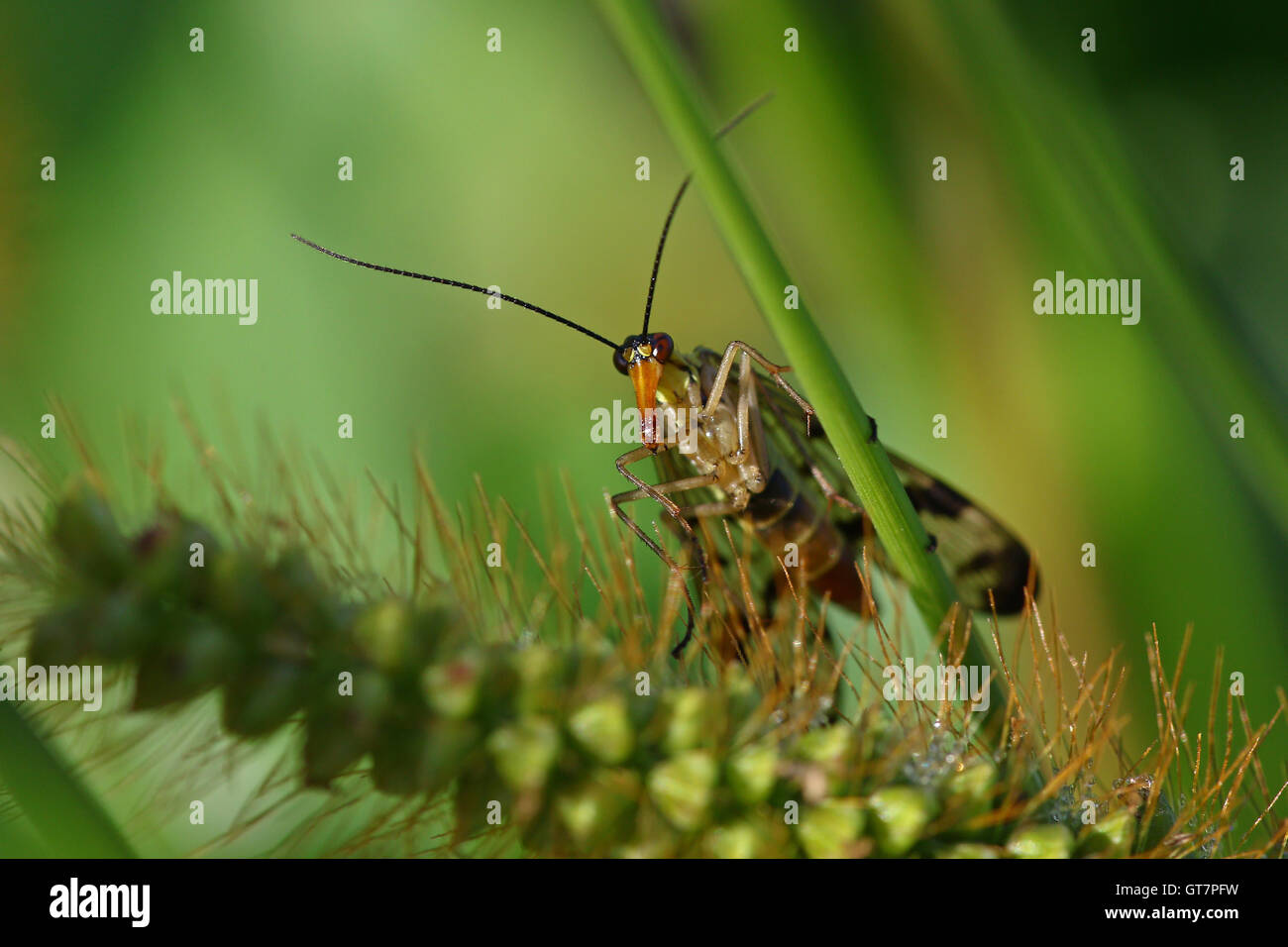 Macro portrait of a scorpion fly in its natural habitat Stock Photo - Alamy