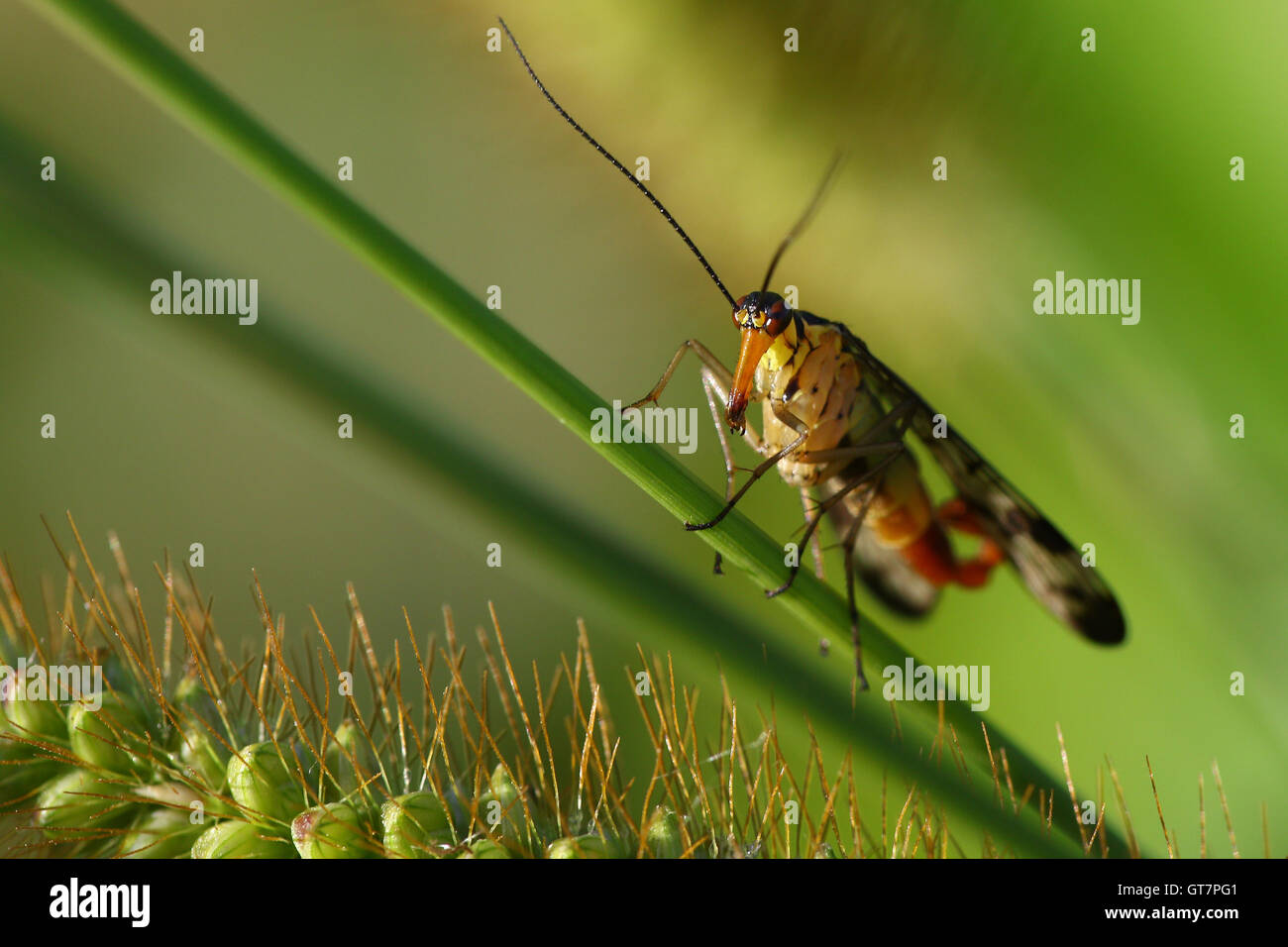 Macro portrait of a scorpion fly in its natural habitat Stock Photo - Alamy