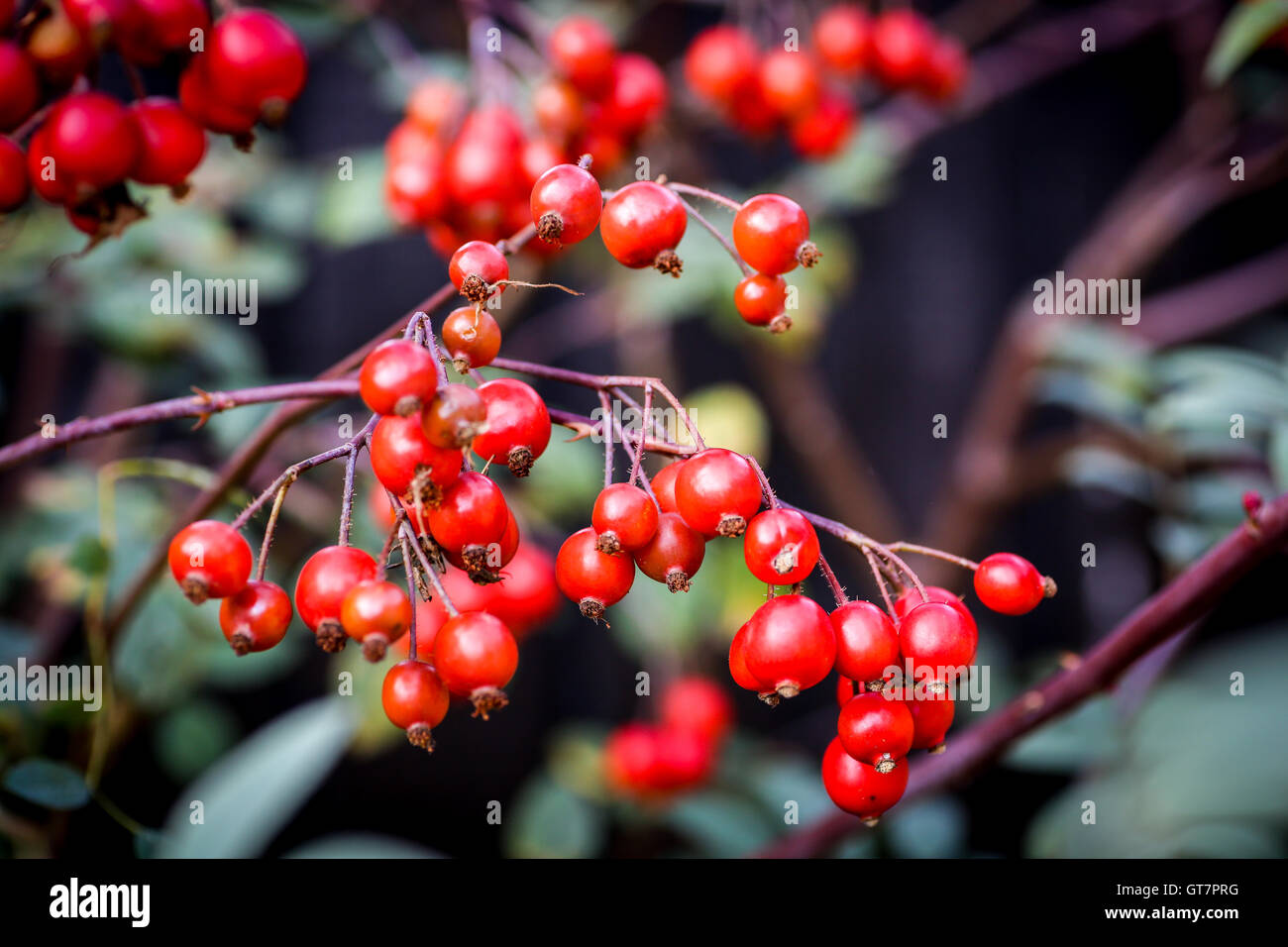 Hips for birds hi-res stock photography and images - Alamy