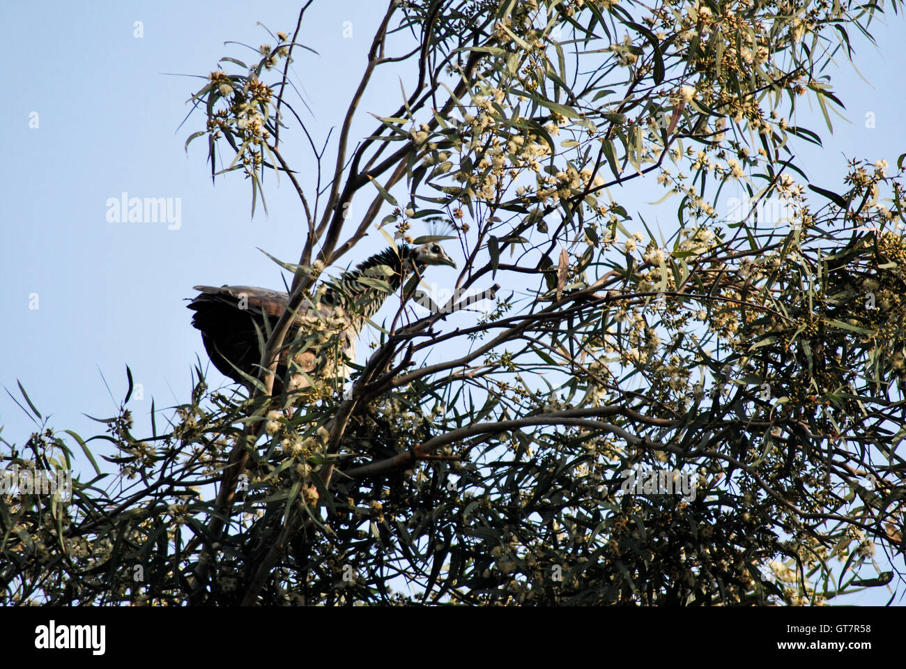 Sultanpur Bird Sanctuary is very popular national park located in ...