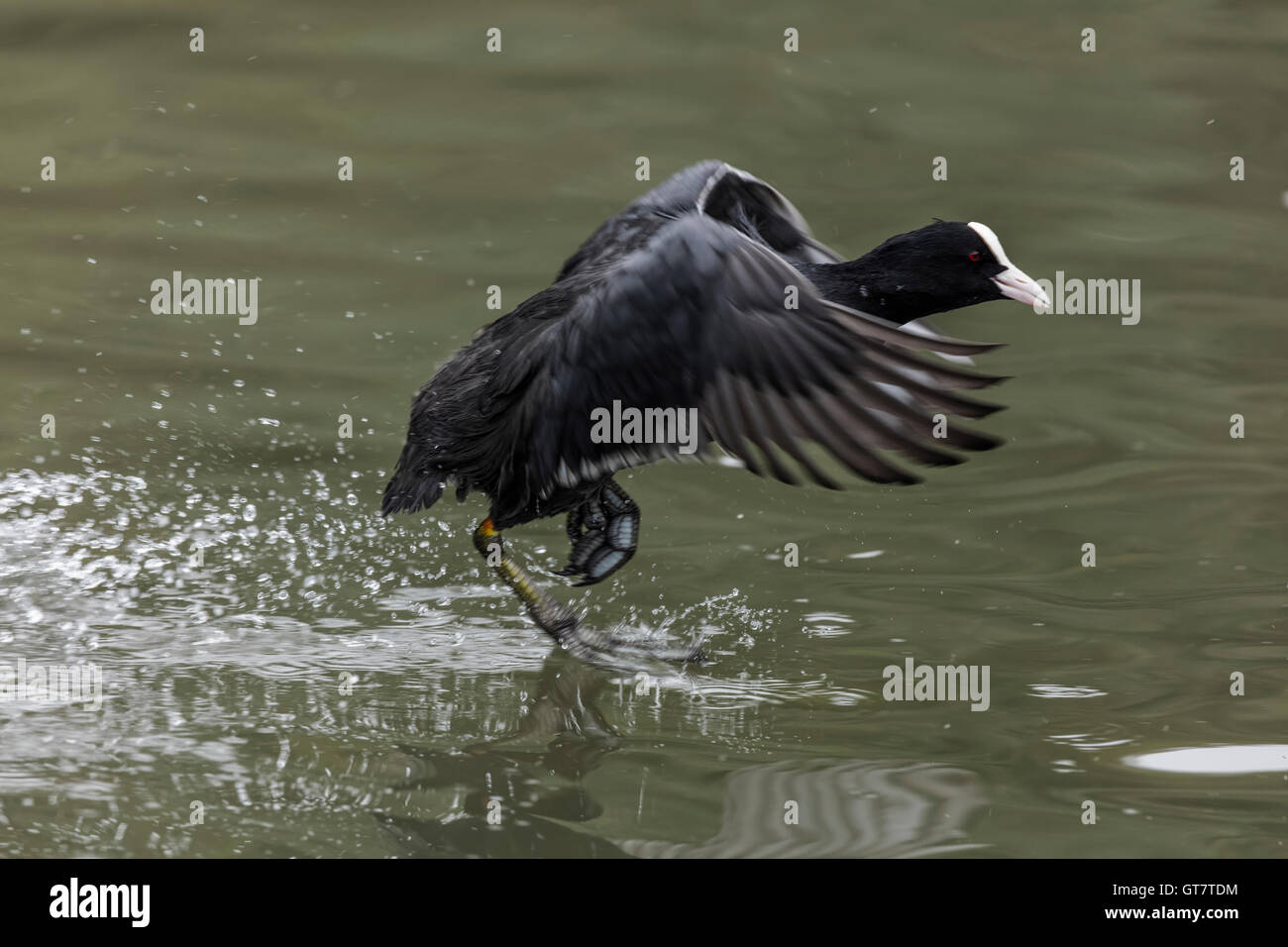 Black coot in pursuit of another coot on the water and splashing about ...
