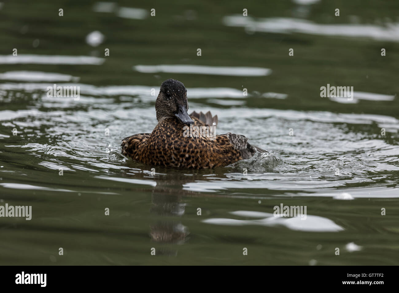 Female mallard duck swimming towards the camera with a big ripple in ...