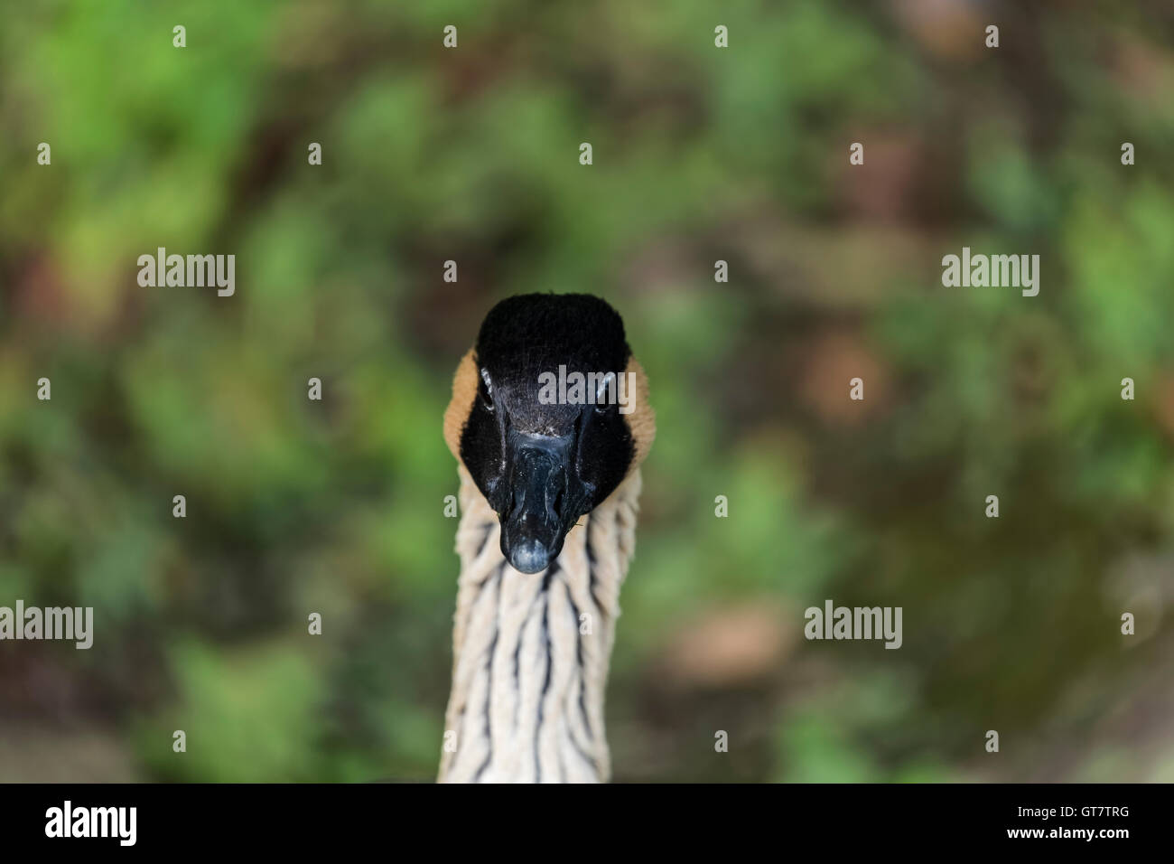 Hawaiian Goose head and neck with isolated background. The goose is ...