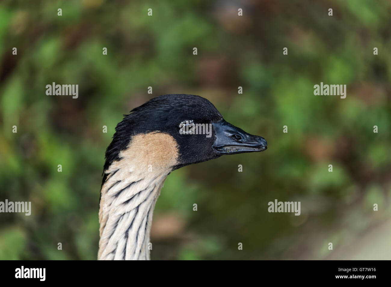 Hawaiian Goose head and neck with isolated background Stock Photo - Alamy