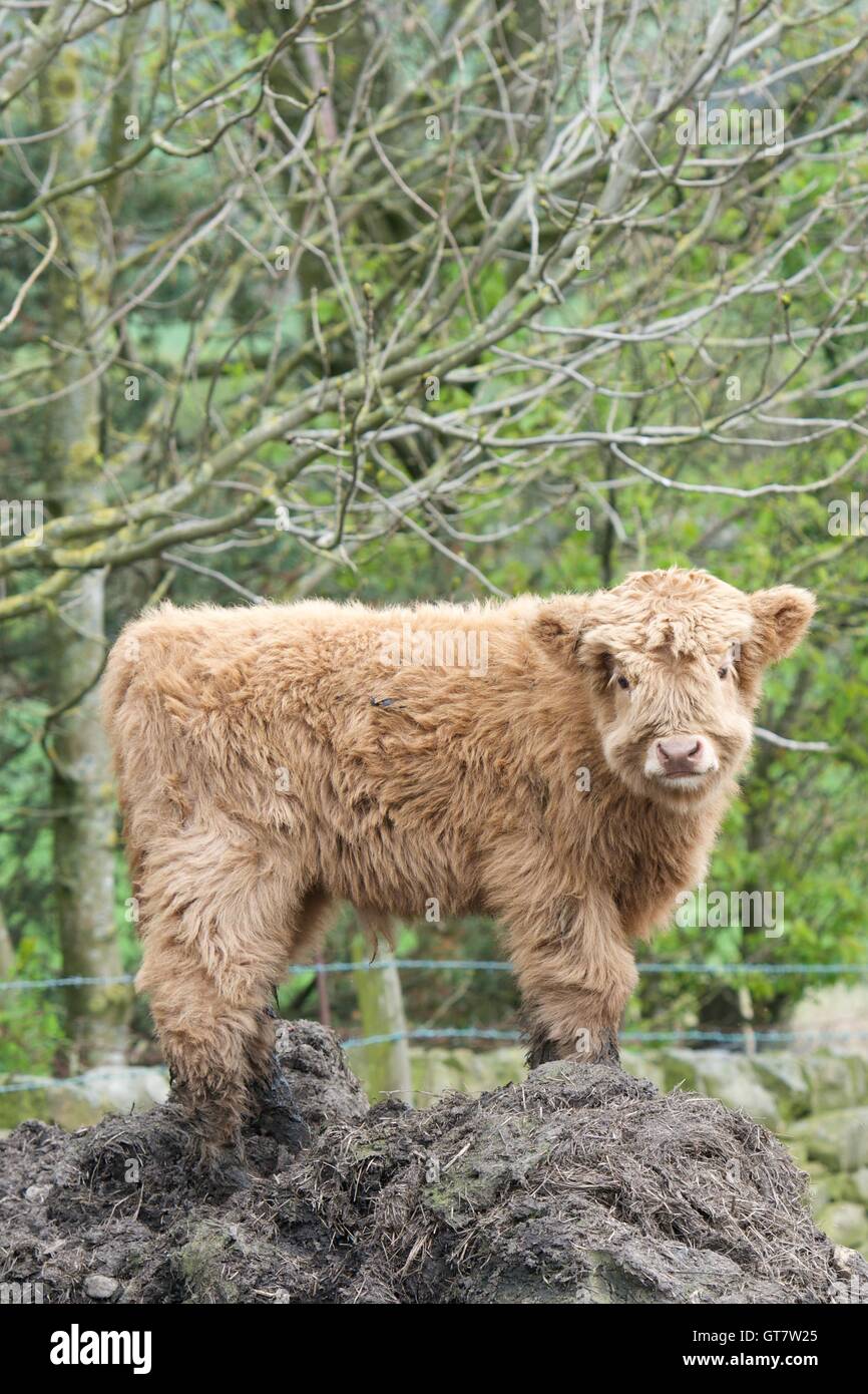 Highland calf hi-res stock photography and images - Alamy