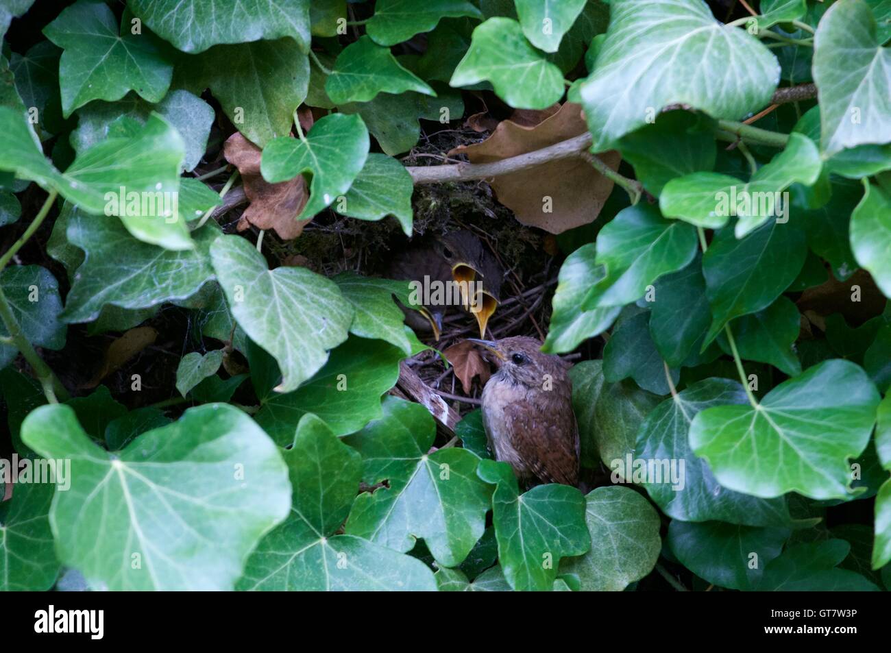 Wren Ivy High Resolution Stock Photography and Images - Alamy