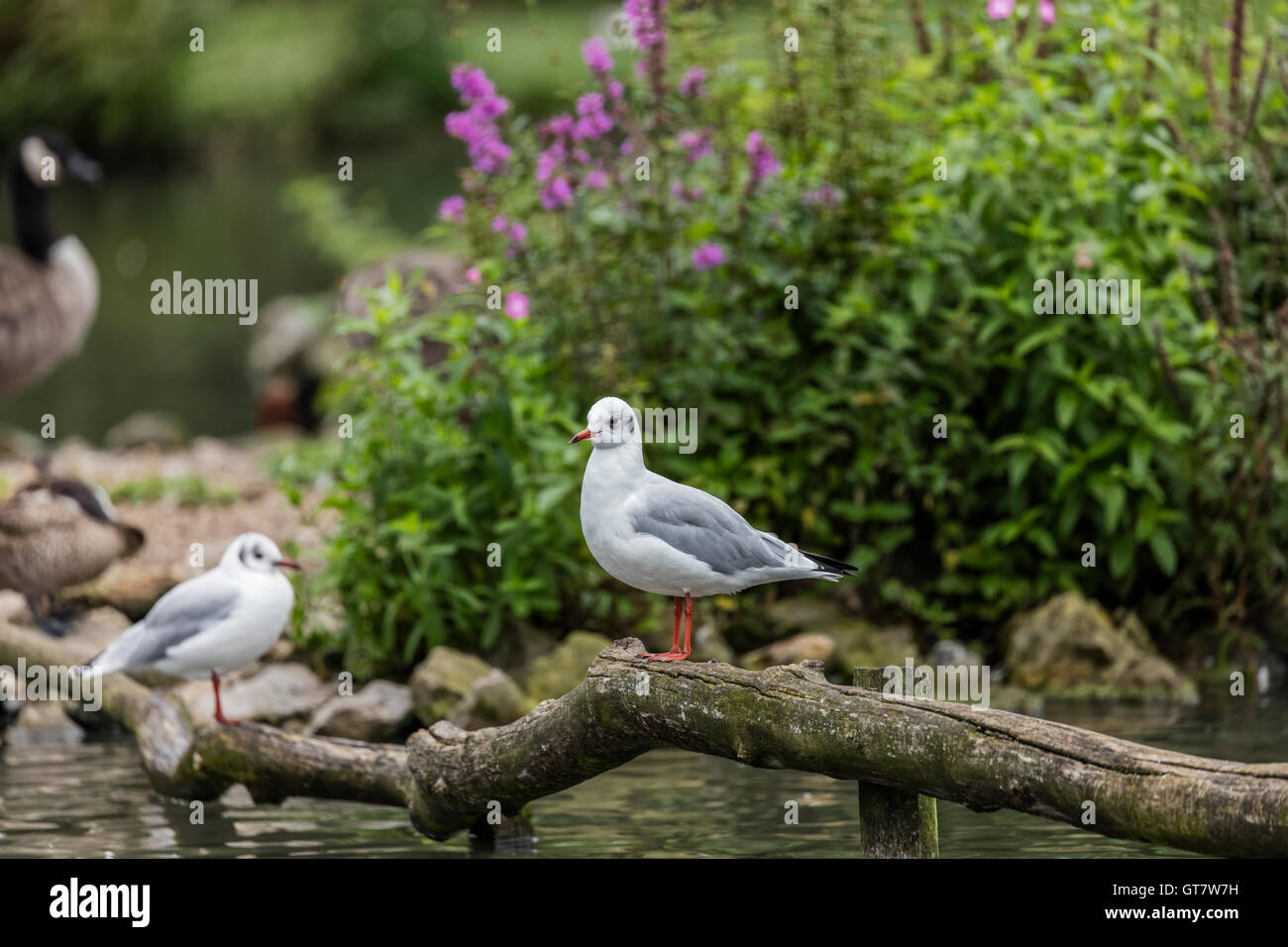 Two seagulls on a wooden perch with out of focus isolated background ...