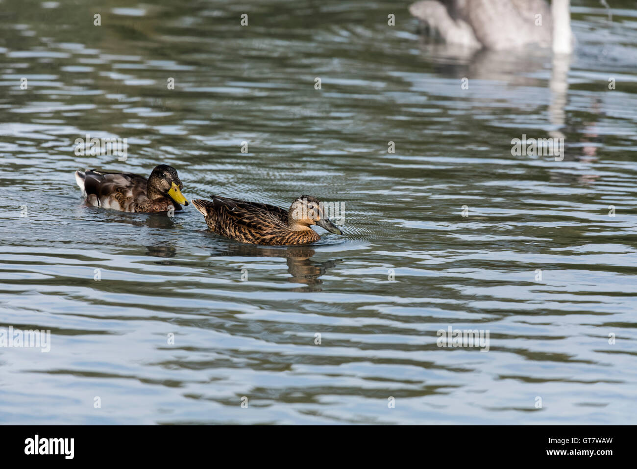 Reflections beaks hi-res stock photography and images - Alamy