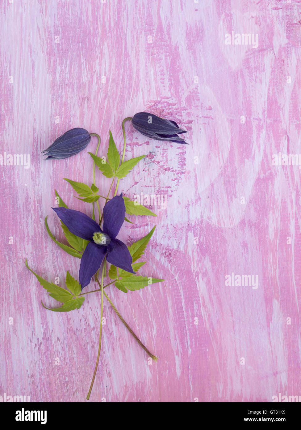 Dark violet clematis alpina flowers on the rustic violet painted ...