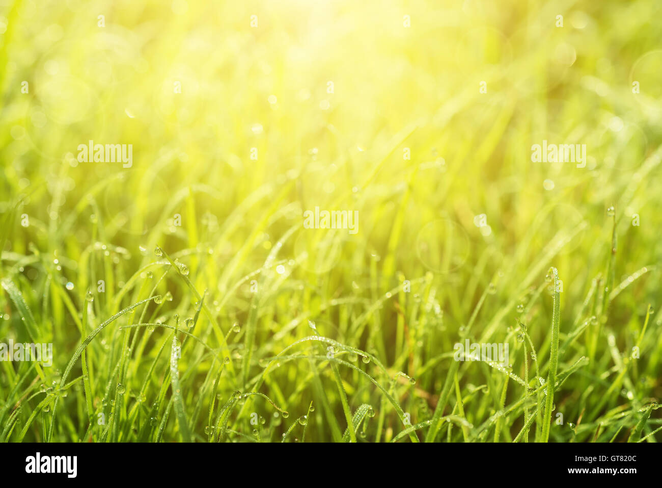 Natural abstract sunny background Stock Photo - Alamy