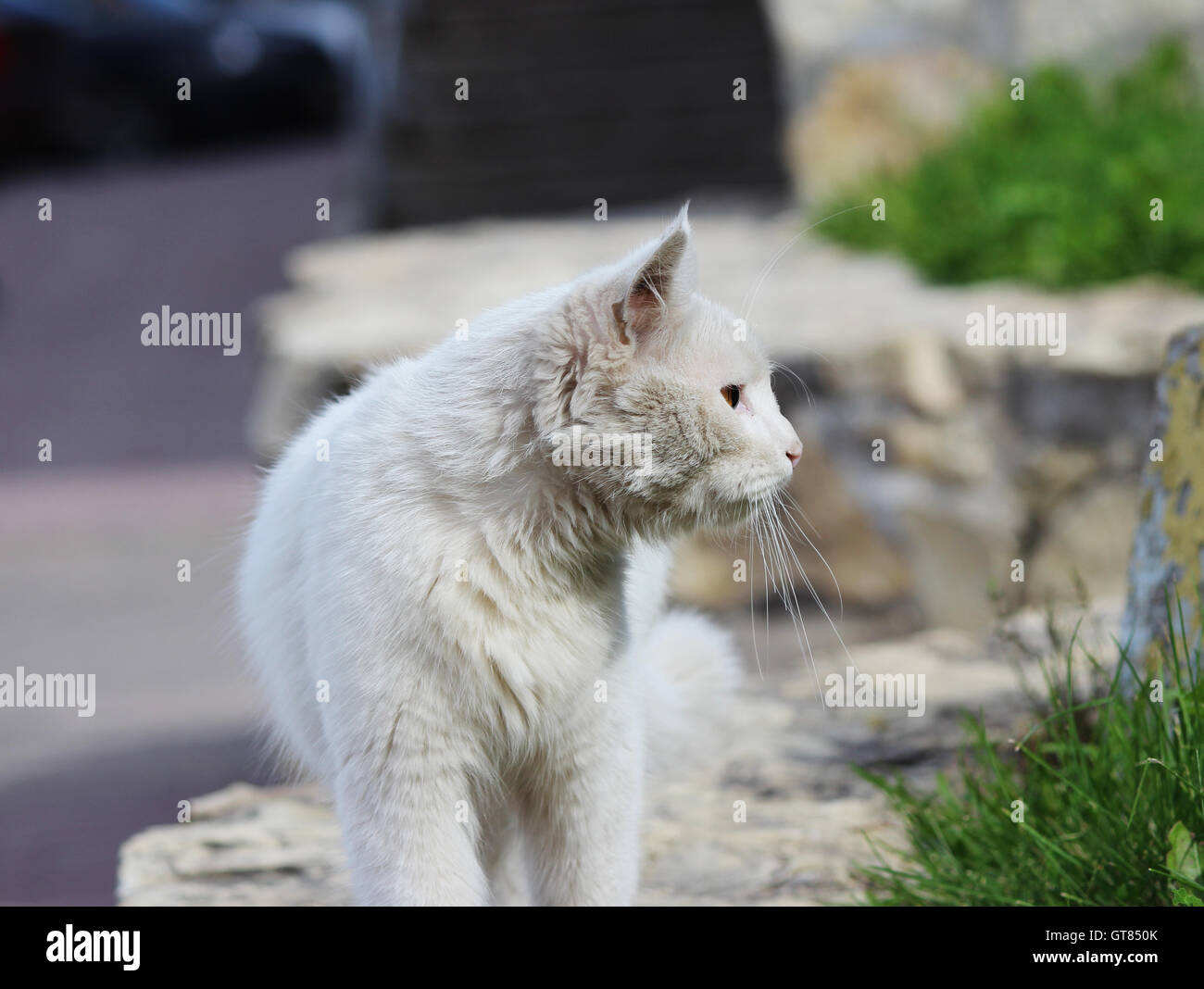 Nice white single homeless cat with orange eyes is posing outdoors on a ...
