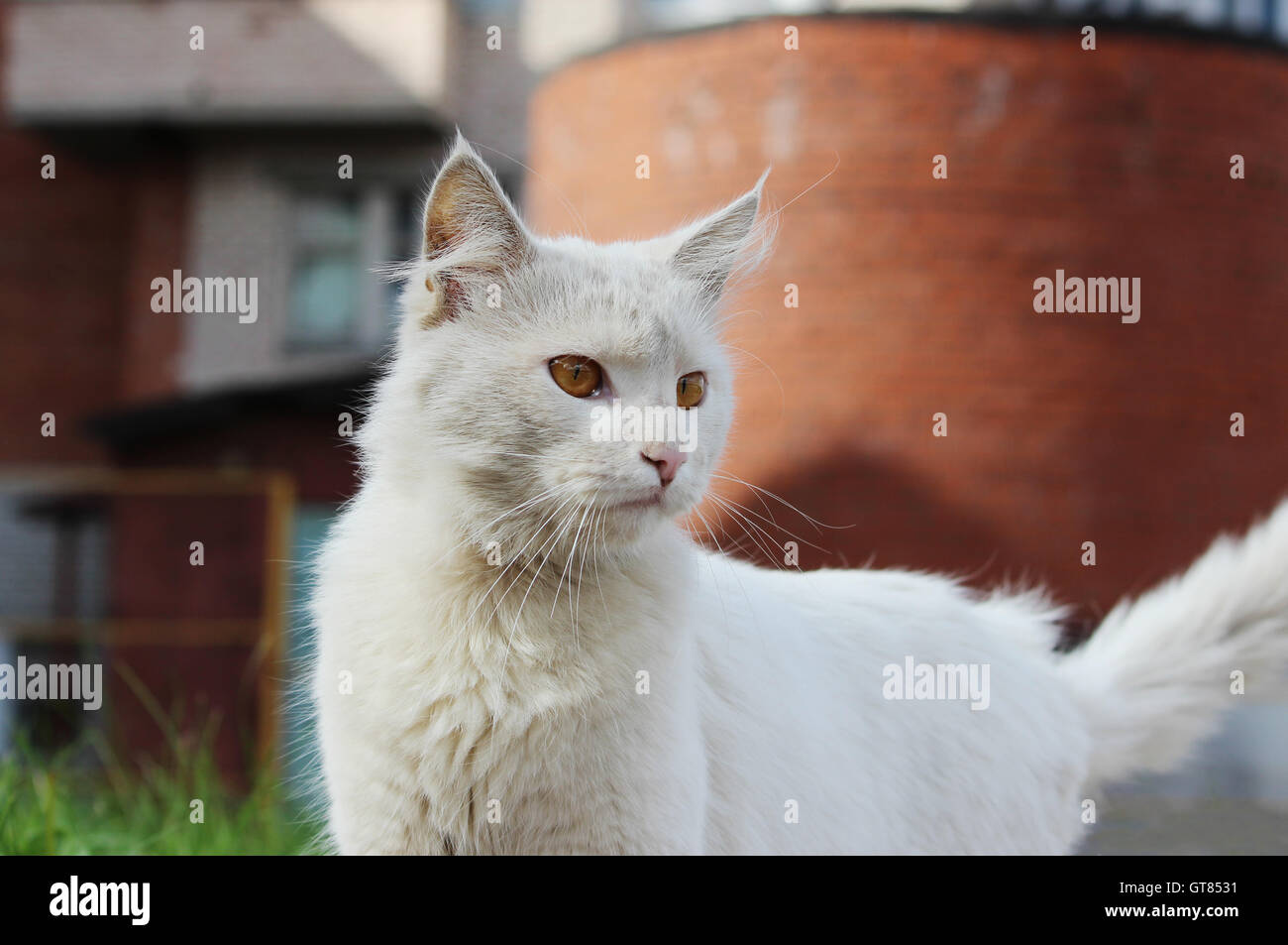 Nice white single homeless cat with orange eyes is posing outdoors on a ...