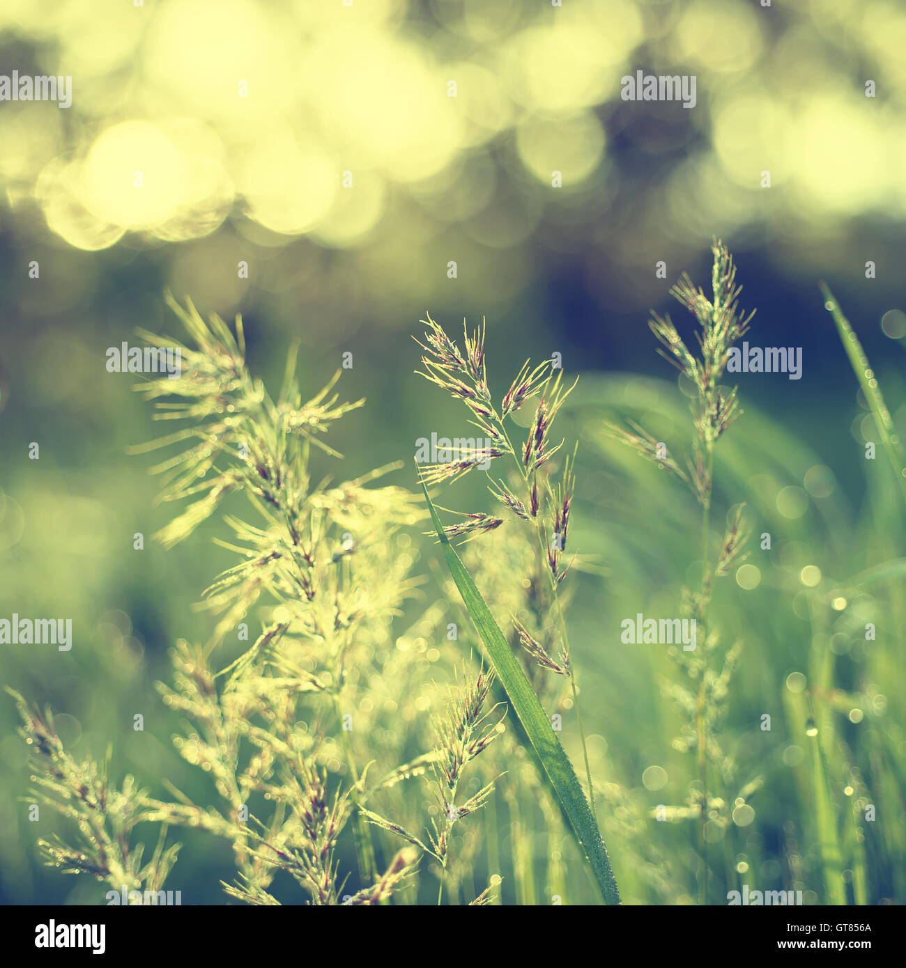 Natural abstract sunny background Stock Photo - Alamy