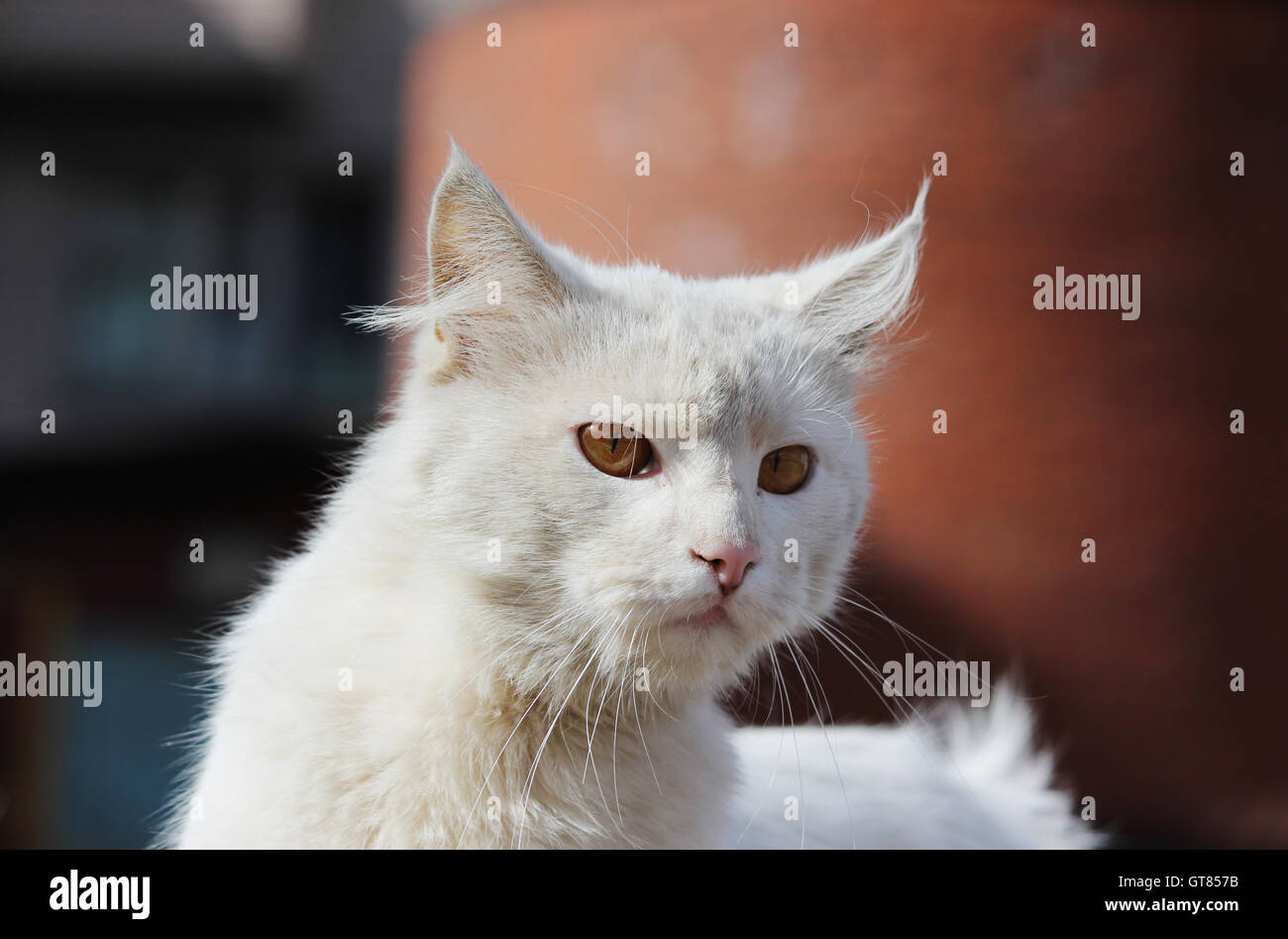 Nice white single homeless cat with orange eyes is posing outdoors on a ...