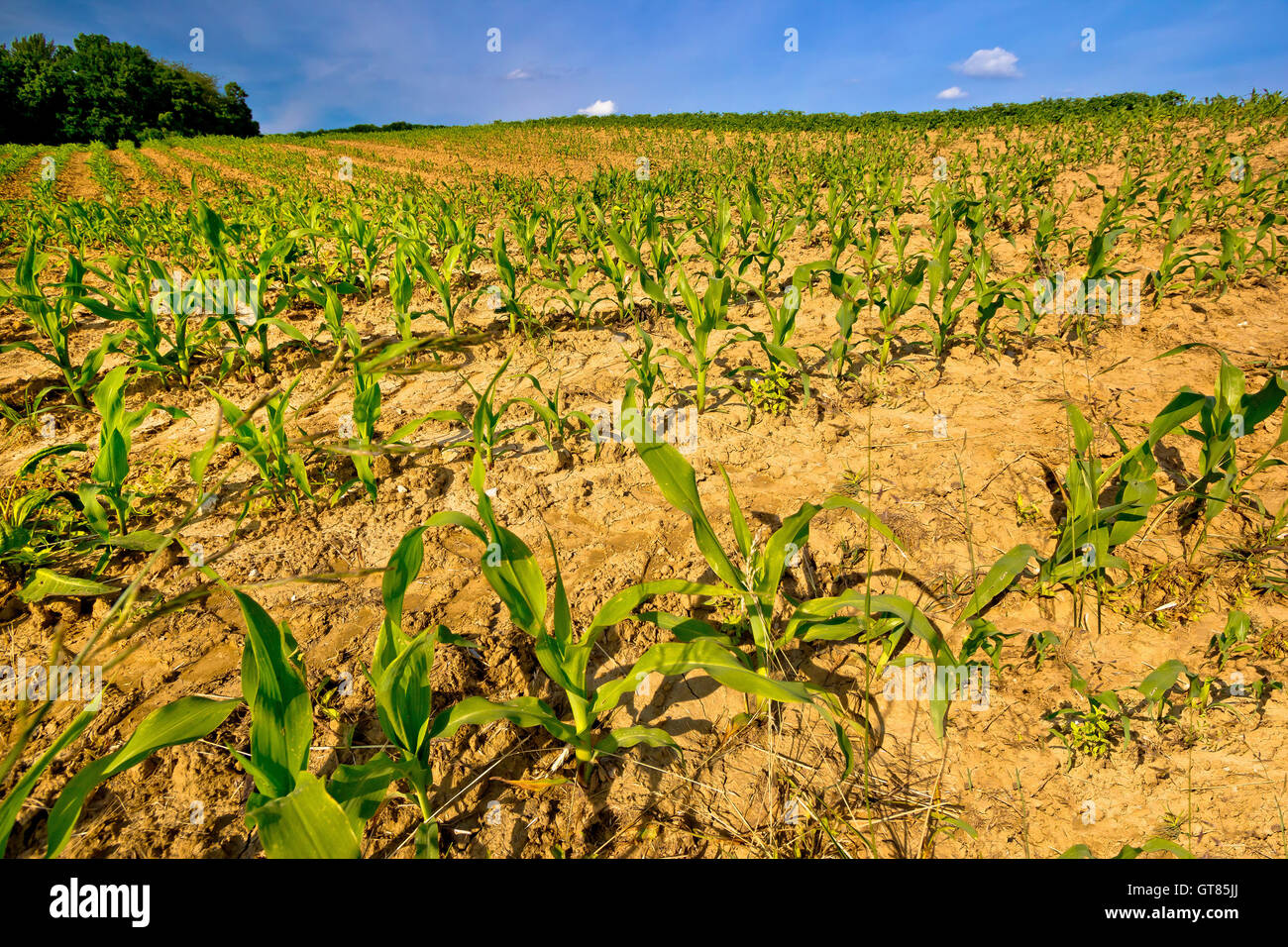Young corn crop springtime view, agricultural landscape Stock Photo - Alamy
