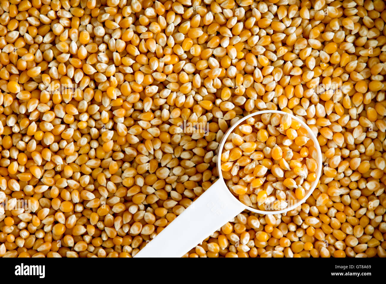 Dried corn kernels background texture, maize is rich in starch and a ...