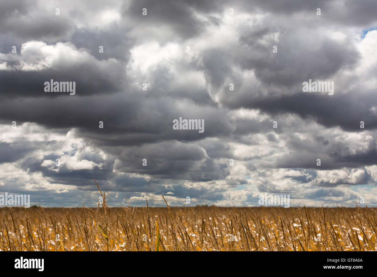 Dramatic clouds gathering for a storm over a ripe corn field ready for ...
