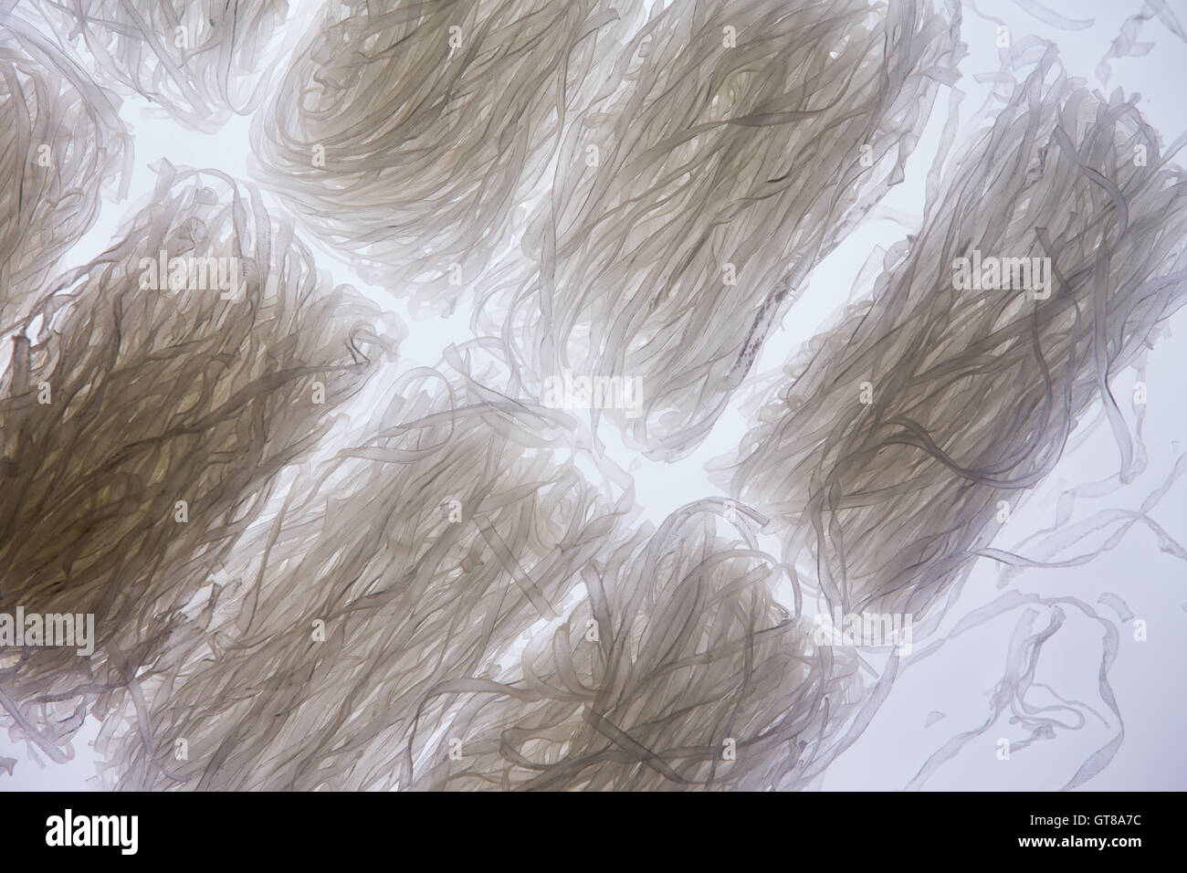 Overhead view of coils of transparent dried mung bean thick vermicelli ...