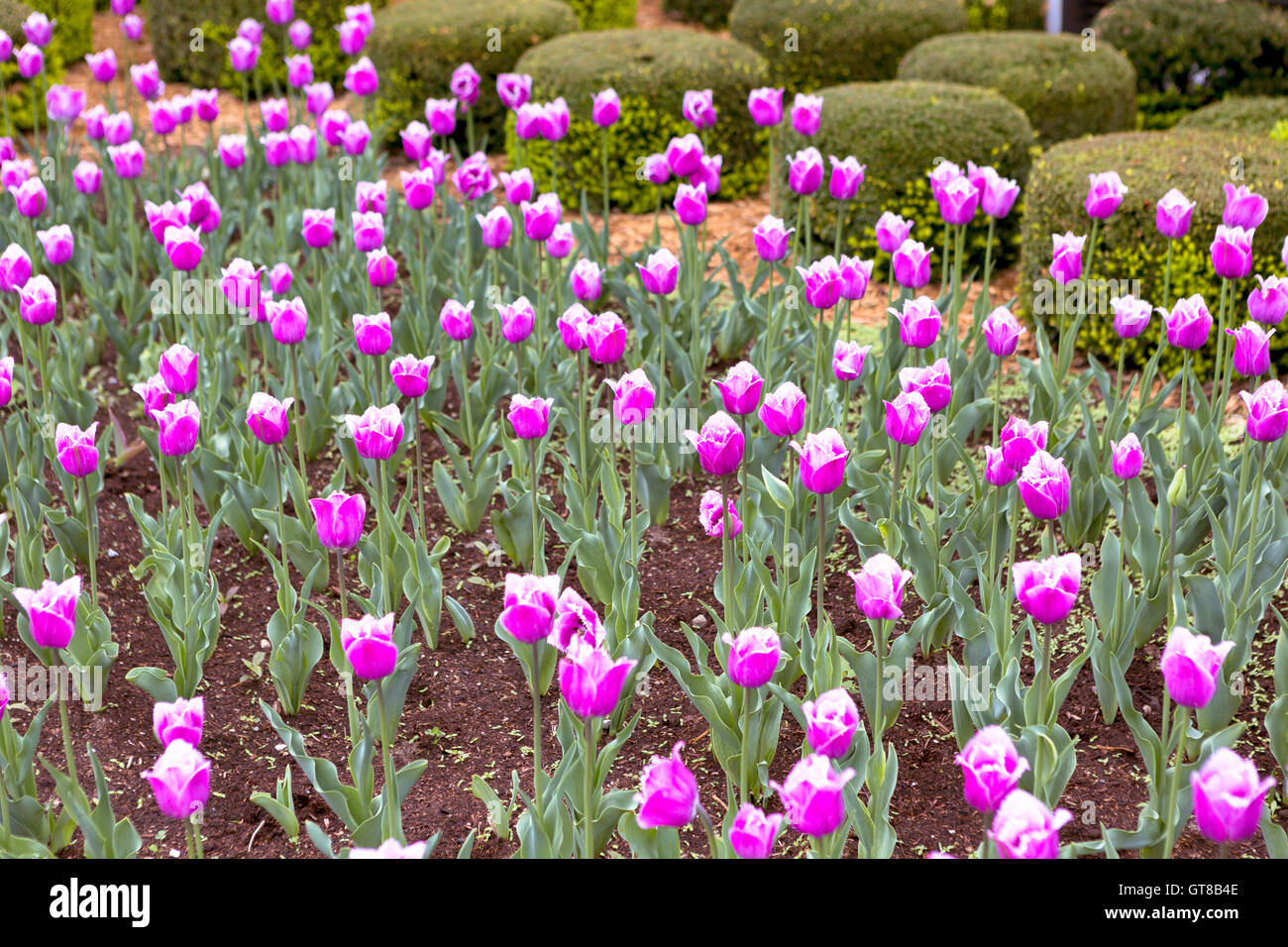 Spring around the corner, newly bloomed several purple tulips in the ... Spring around the corner, newly bloomed several purple tulips in the ...