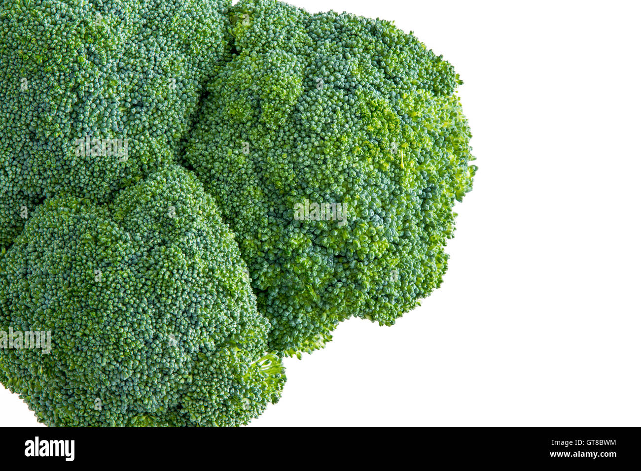 Isolated head of farm fresh broccoli with young unopened buds or ...